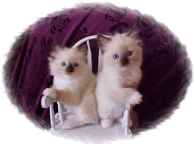 Blue, Seal & Flame Point Ragdoll Kittens in Iowa | Brier Rose Ragdolls