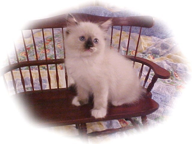 Brier Rose Ragdolls