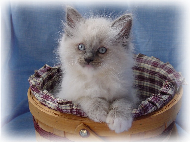 Blue, Seal & Flame Point Ragdoll Kittens in Iowa | Brier Rose Ragdolls