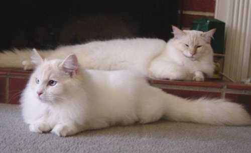 Brier Rose Ragdolls
