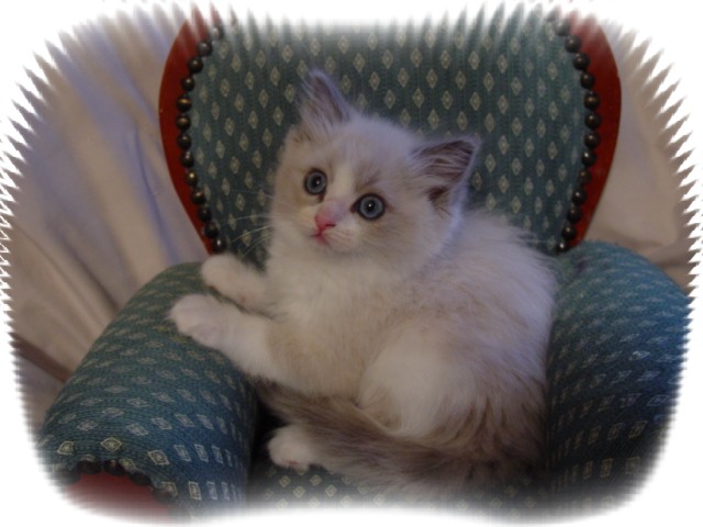 Blue, Seal & Flame Point Ragdoll Kittens in Iowa | Brier Rose Ragdolls