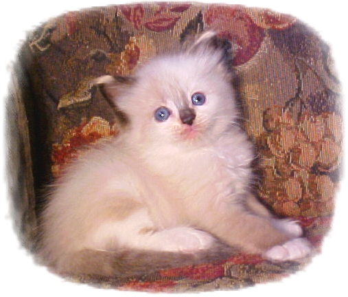 Blue, Seal & Flame Point Ragdoll Kittens in Iowa | Brier Rose Ragdolls