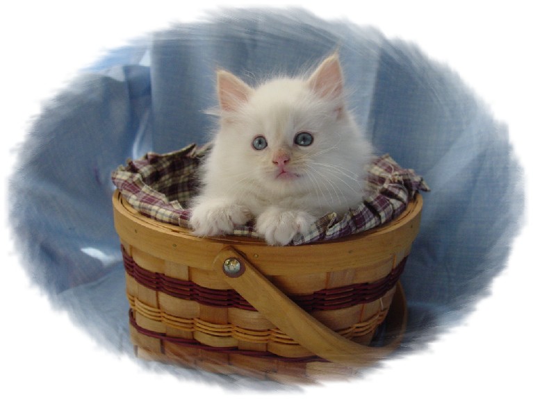 Blue, Seal & Flame Point Ragdoll Kittens in Iowa | Brier Rose Ragdolls