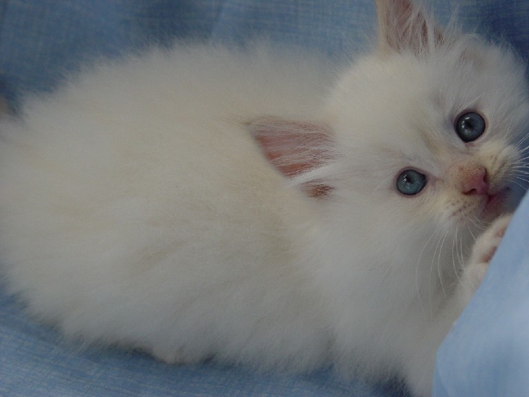 Blue, Seal & Flame Point Ragdoll Kittens in Iowa | Brier Rose Ragdolls