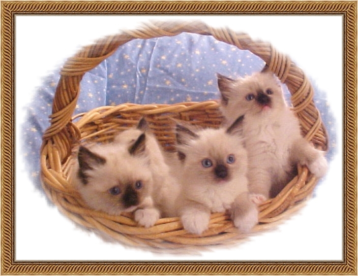 Blue, Seal & Flame Point Ragdoll Kittens in Iowa | Brier Rose Ragdolls