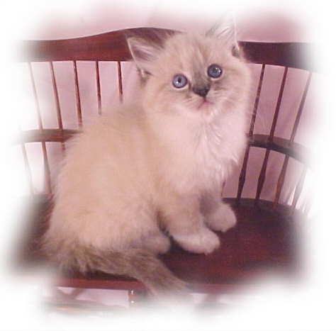 Blue, Seal & Flame Point Ragdoll Kittens in Iowa | Brier Rose Ragdolls