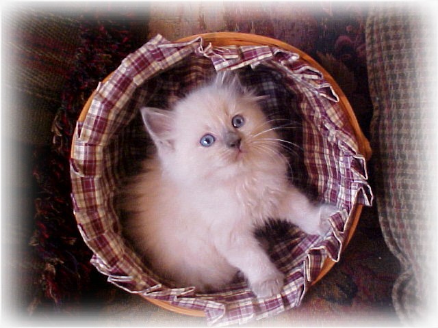 Blue, Seal & Flame Point Ragdoll Kittens in Iowa | Brier Rose Ragdolls
