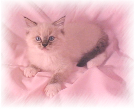 Blue, Seal & Flame Point Ragdoll Kittens in Iowa | Brier Rose Ragdolls