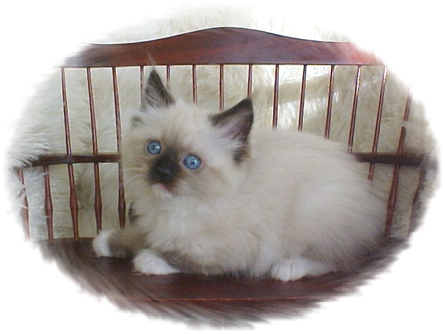 Blue, Seal & Flame Point Ragdoll Kittens in Iowa | Brier Rose Ragdolls