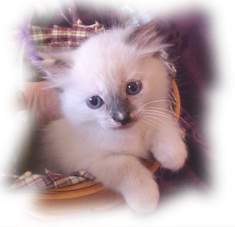 Blue, Seal & Flame Point Ragdoll Kittens in Iowa | Brier Rose Ragdolls